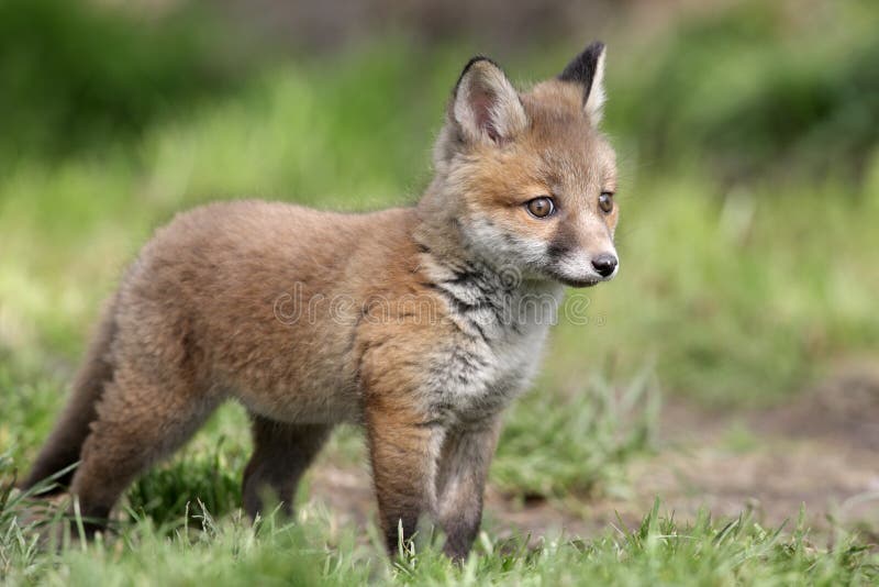 Rode vos, Vulpes vulpes stock afbeelding. Image of zoogdier - 33325907