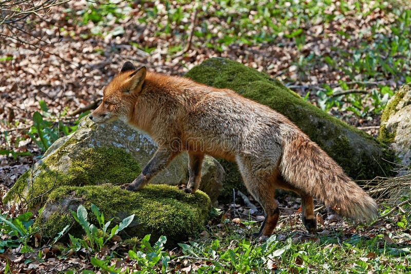 Rode Vos (Vulpes vulpes) stock foto. Image of dier, wild - 39955178