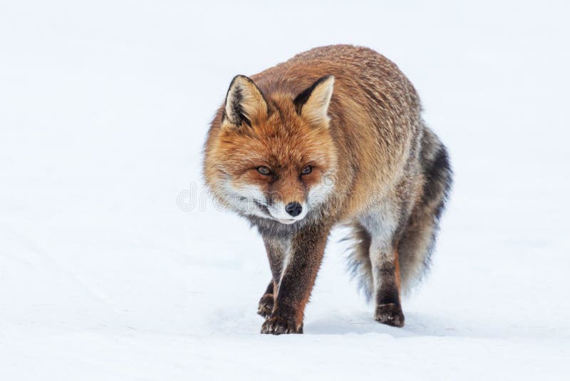 Rode vos (Vulpes vulpes) stock afbeelding. Image of winter - 76176601