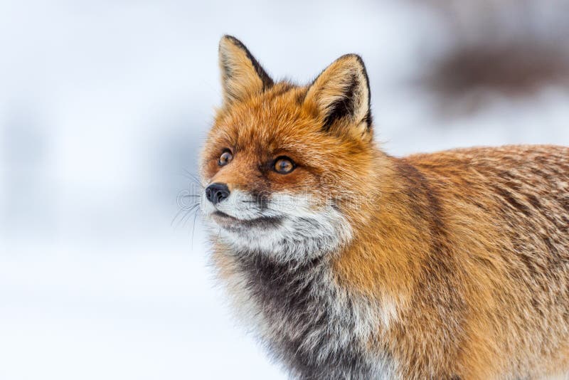 Rode Vos & X28; Vulpes Vulpes& X29; in De Sneeuw Stock Foto - Image of ...