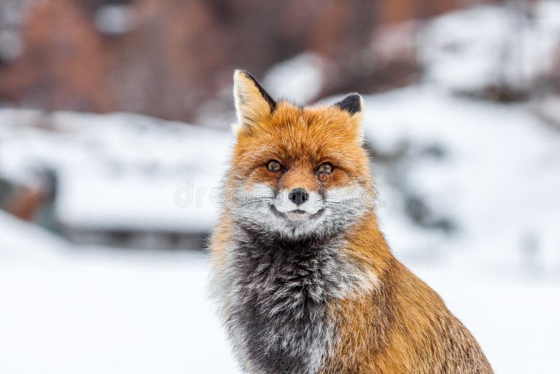 Rode Vos & X28; Vulpes Vulpes& X29; in De Sneeuw Stock Foto - Image of ...