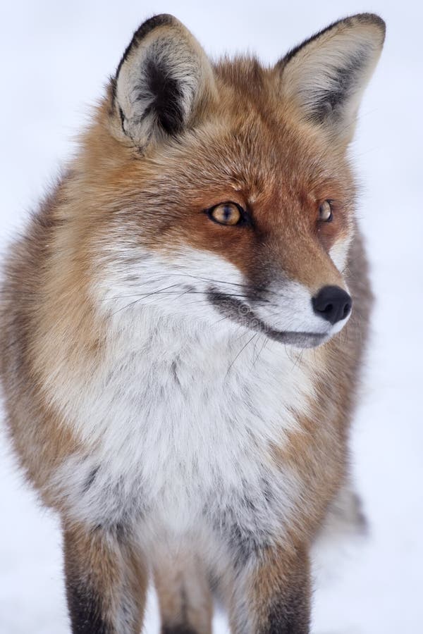 Rode Vos (Vulpes Vulpes) in De Winter Stock Afbeelding - Image of ...