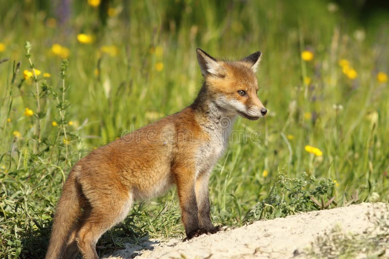 Rode Vosbaby Dichtbij Het Hol Stock Afbeelding - Image of honds ...