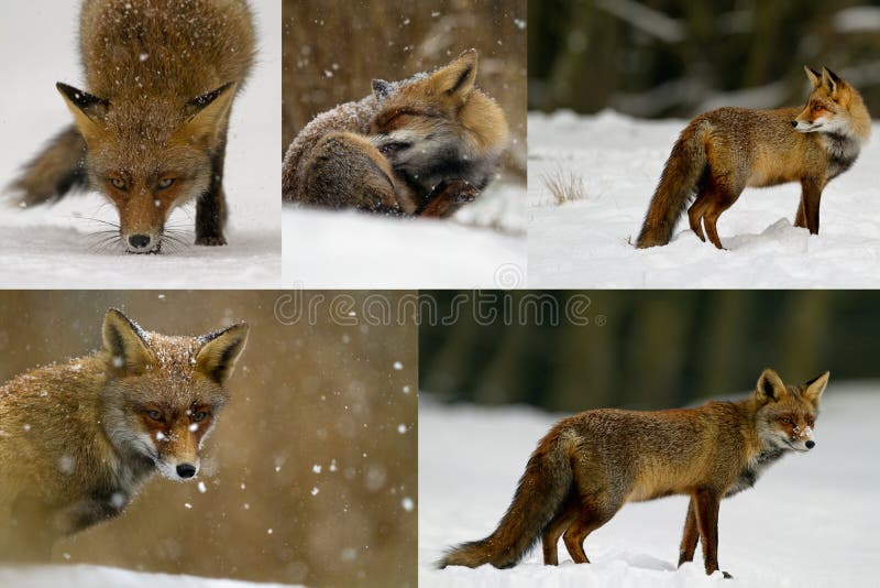 Rode vossen in de sneeuw stock afbeelding. Image of dier - 23315455