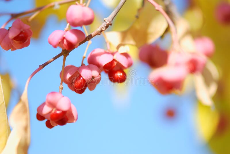 Rode vruchten stock afbeelding. Afbeelding bestaande uit hulst - 6759415