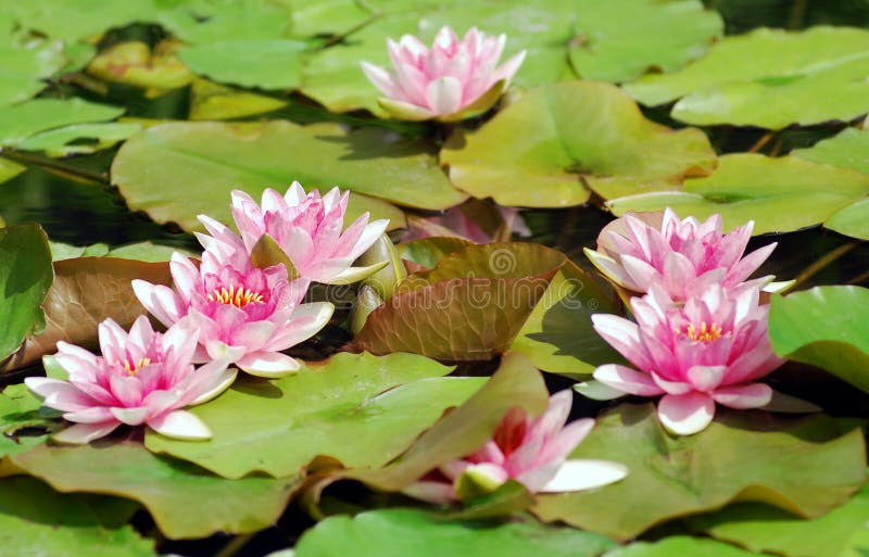 Rode waterlelie stock foto. Image of installatie, park - 2940986