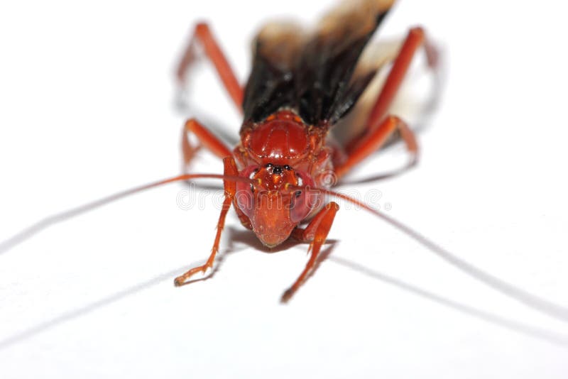 Rode wesp stock foto. Afbeelding bestaande uit mooi, macro - 35443464