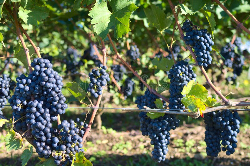 Rode wijndruif stock foto. Image of najaar, druiven - 101932088