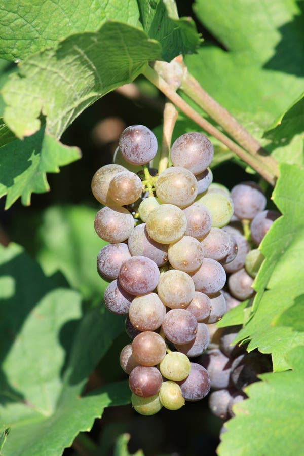 Rode Wijndruif - Nera Van Grappolo Di Uva Stock Foto - Image of lente ...