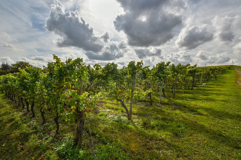Rode Wijndruif in Wijngaard Stock Afbeelding - Image of groen, wijn ...