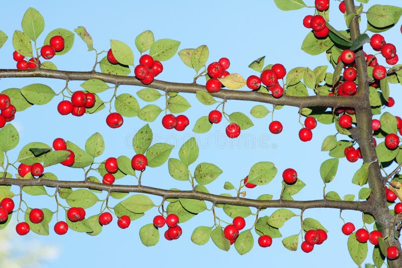 Rode wilde vruchten stock afbeelding. Image of vruchten - 26852145