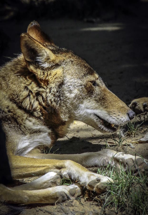 Rode wolf stock afbeelding. Image of waakzaam, observator - 101357291