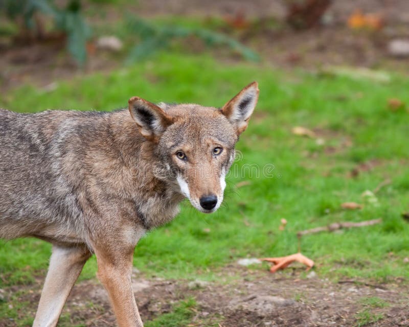 Rode wolf stock afbeelding. Image of hout, vrijheid, laag - 15930945