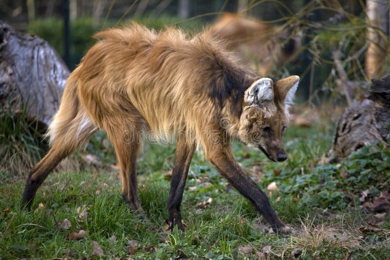 Rode wolf stock afbeelding. Image of bont, haar, grijs - 22343719