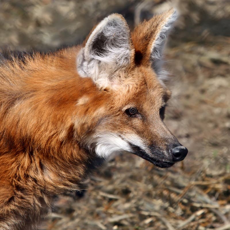 Rode wolf stock foto. Image of roofdier, wild, familie - 23805276