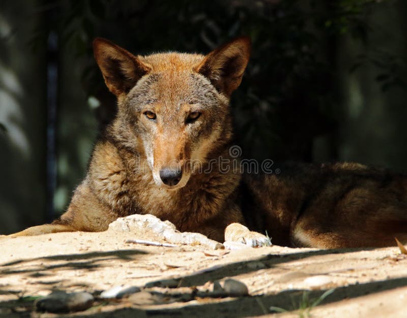 Rode Wolf Bedreigde Species Stock Afbeelding - Afbeelding bestaande uit ...