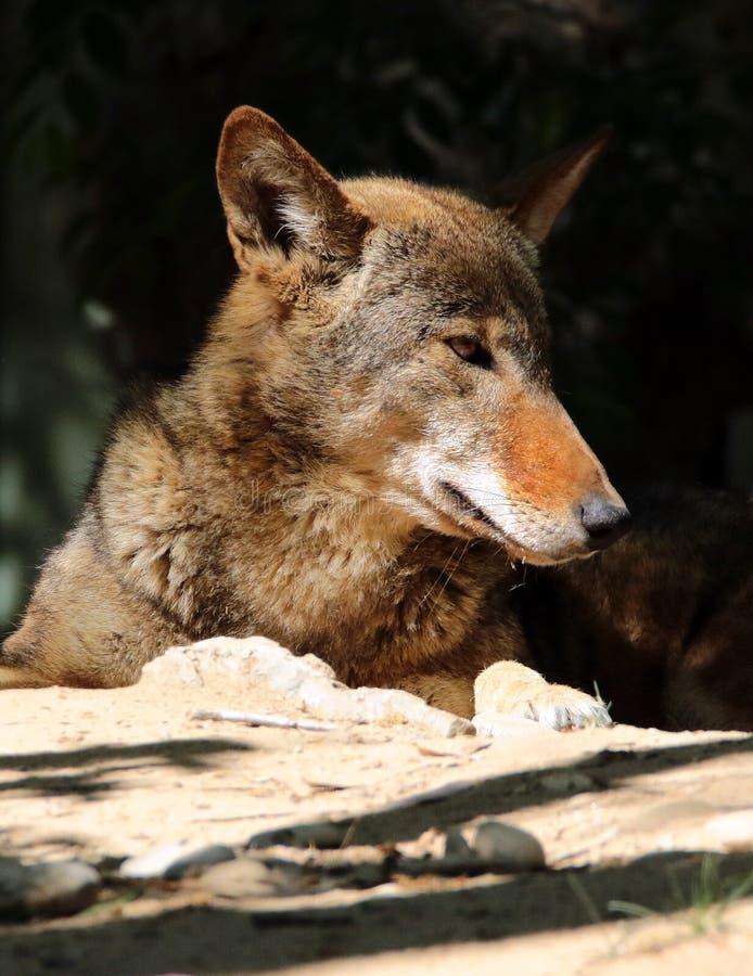 Rode wolf stock afbeelding. Image of roofzuchtig, zoogdier - 101356435