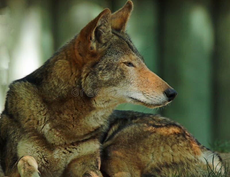 Rode wolf stock afbeelding. Image of roofzuchtig, zoogdier - 101356435