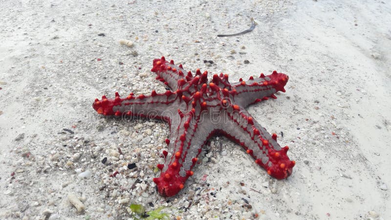 Rode zeester stock foto. Afbeelding bestaande uit dier - 32489172