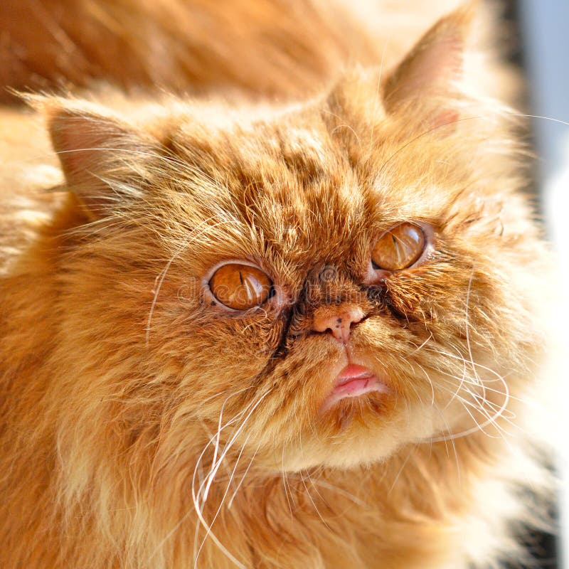 Rode zonnige Perzische kat stock afbeelding. Image of sluit - 42959429