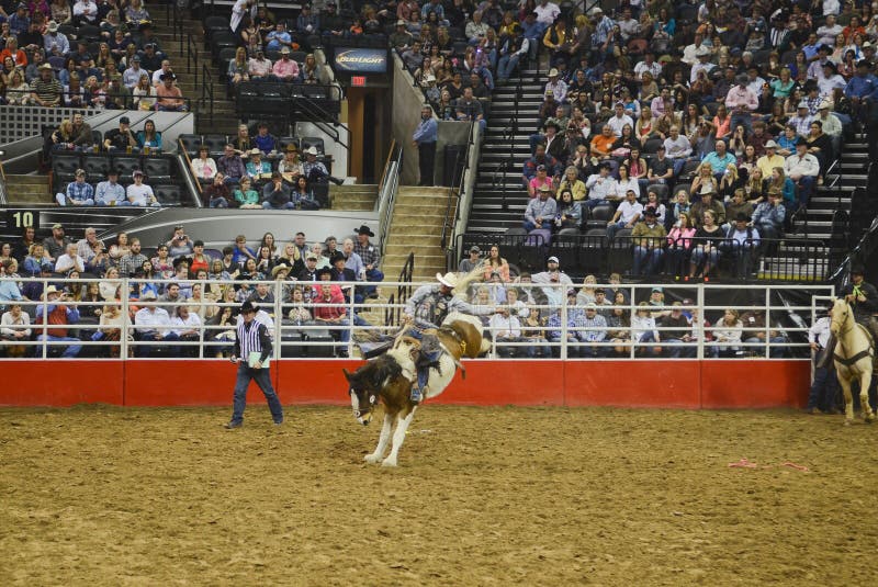 Touros do rodeio foto de stock. Imagem de touros, gado - 356772