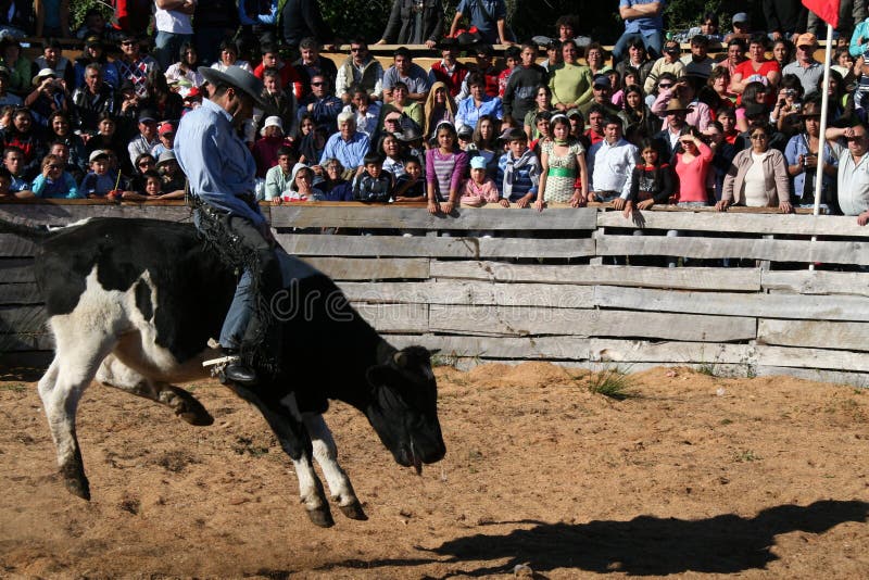 Rodeio de Bull imagem de stock editorial. Imagem de rodeio - 4982924