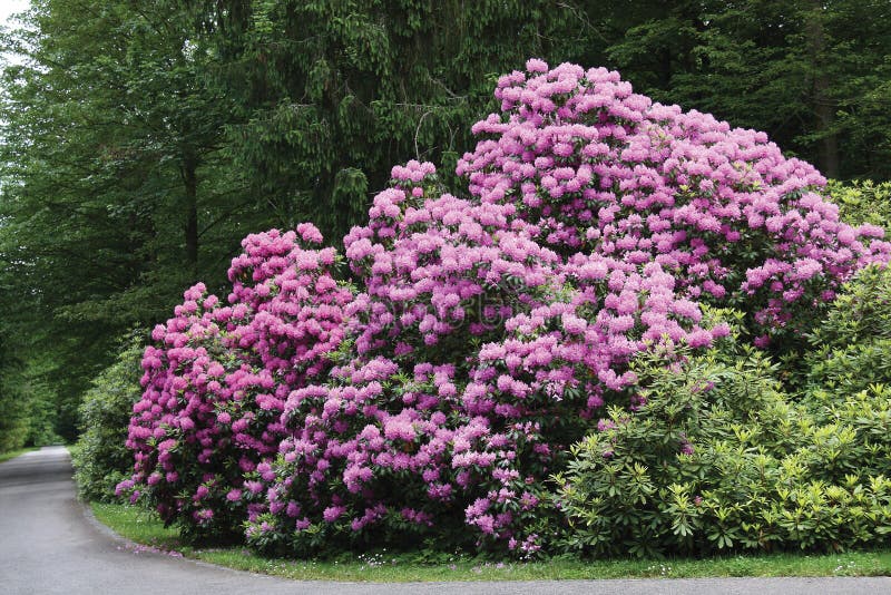 Rodendron grande imagem de stock. Imagem de grande, naughty - 33984027