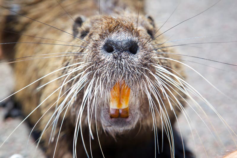 Rodent stock photo. Image of foreground, teeth, gray - 11879838