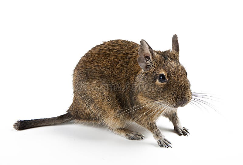 Rodent stock photo. Image of degus, pretty, amusing, look - 22065130