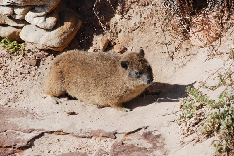 Rodent stock photo. Image of wild, dassie, rodent, african - 22729444