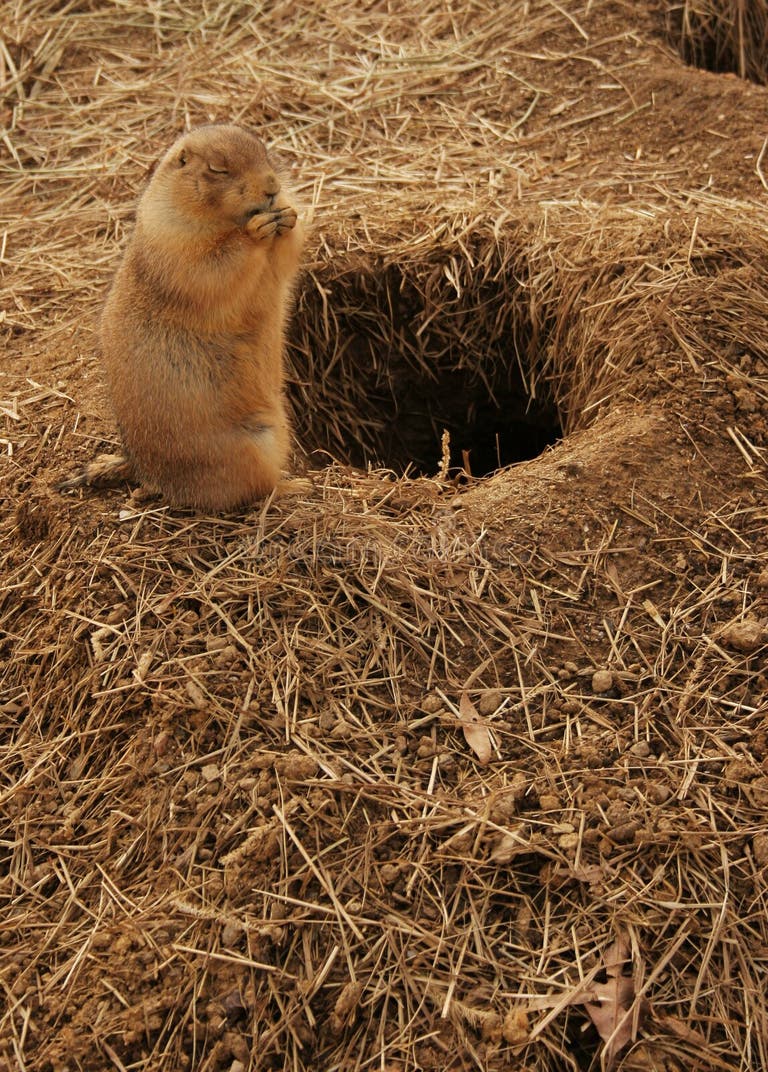 5,462 Animals Rodent Family Stock Photos - Free & Royalty-Free Stock ...