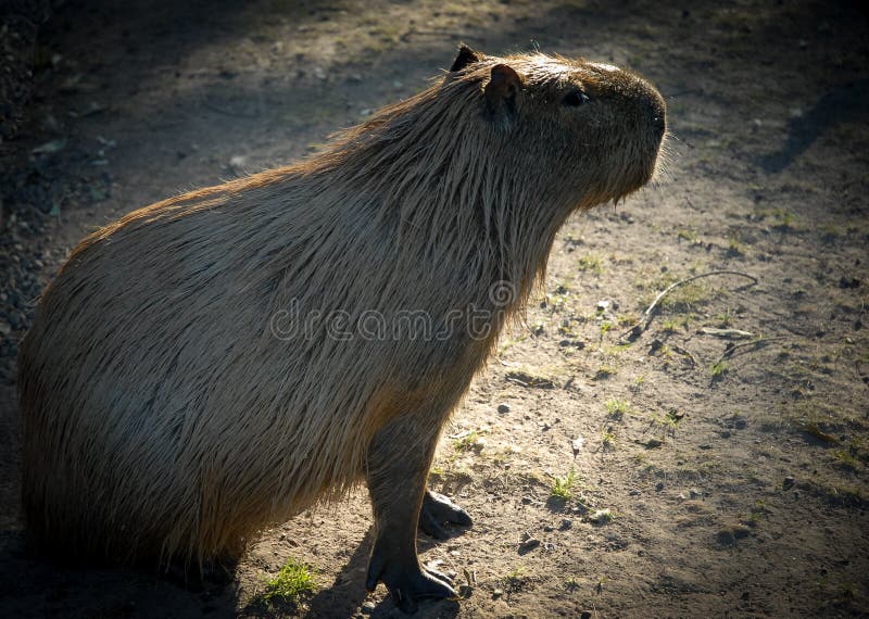 Capybara, a Rodent Known in South America As Capybara. in Its Natural ...