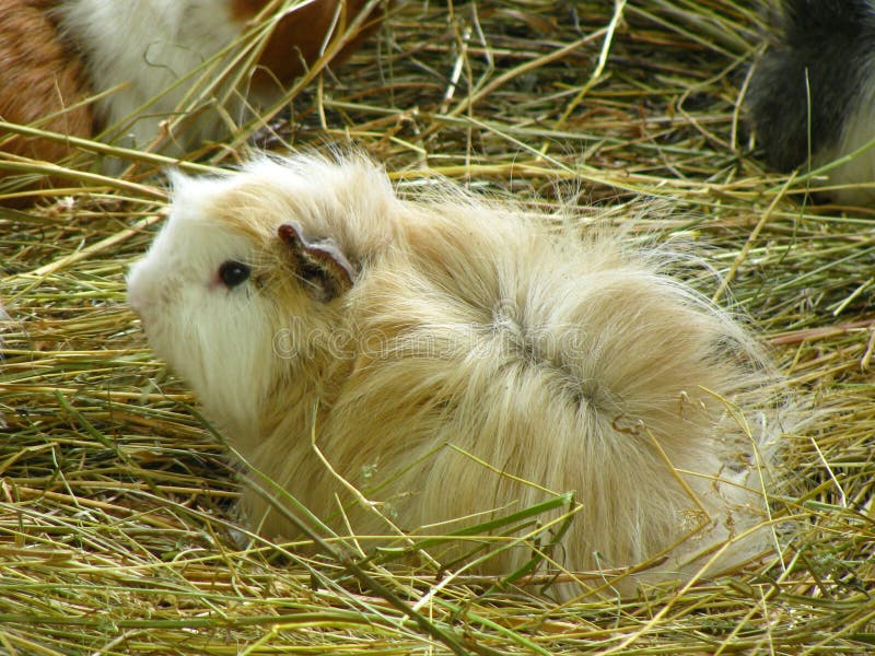 Rodent stock photo. Image of optical, adorable, rodent - 65399884