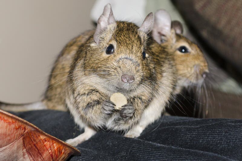 Rodent degu eating stock image. Image of brown, indoor - 102787213