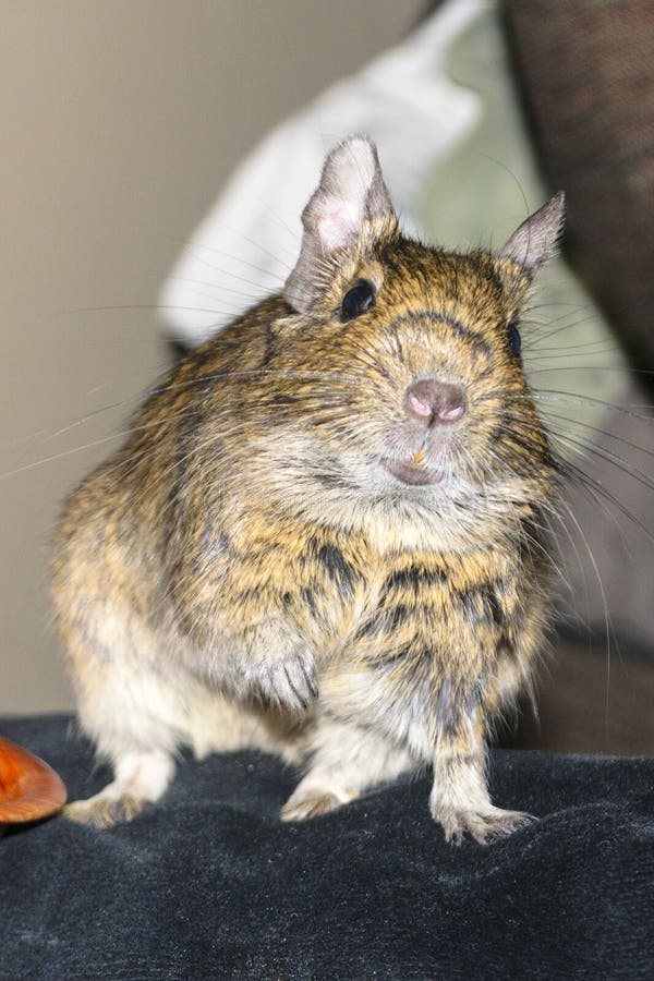 Rodent degu eating stock image. Image of brown, indoor - 102787213