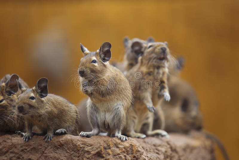 Rodent degu stock photo. Image of small, brown, degu - 71692552