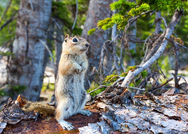Rodent on Dry Tree in Green Forest. Stock Photo - Image of moss, park ...