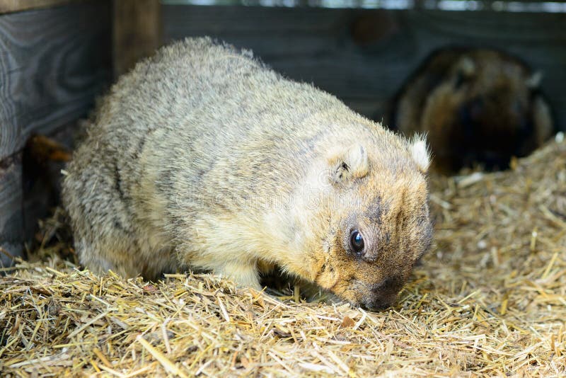 Rodent eats hay stock photo. Image of closeup, funny - 71219326
