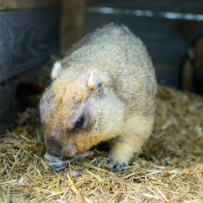 Rodent eats hay stock image. Image of rodent, little - 71219651