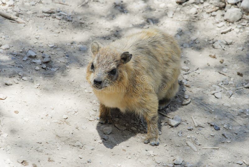 Rodent stock photo. Image of gedi, wild, mate, desert - 47338412