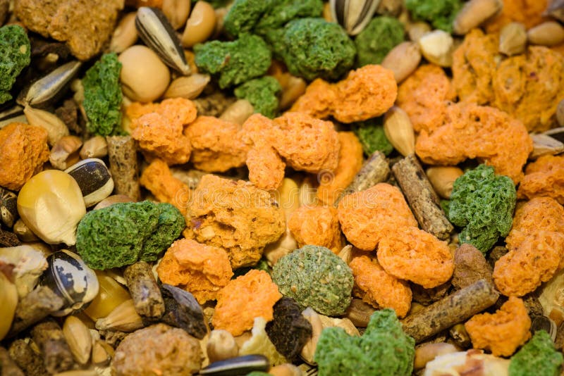 RODENT FOOD stock photo. Image of sunflowers, rodents - 307752160