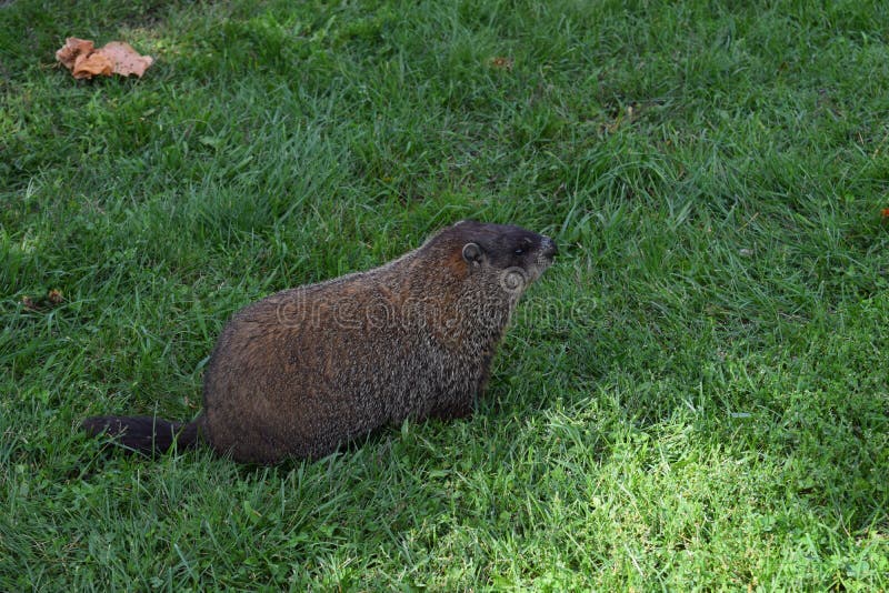Rodent in the grass stock image. Image of eating, green - 230935867