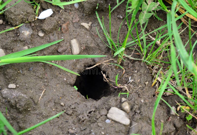 Rodent hole in garden stock image. Image of rodent, ground - 33354067