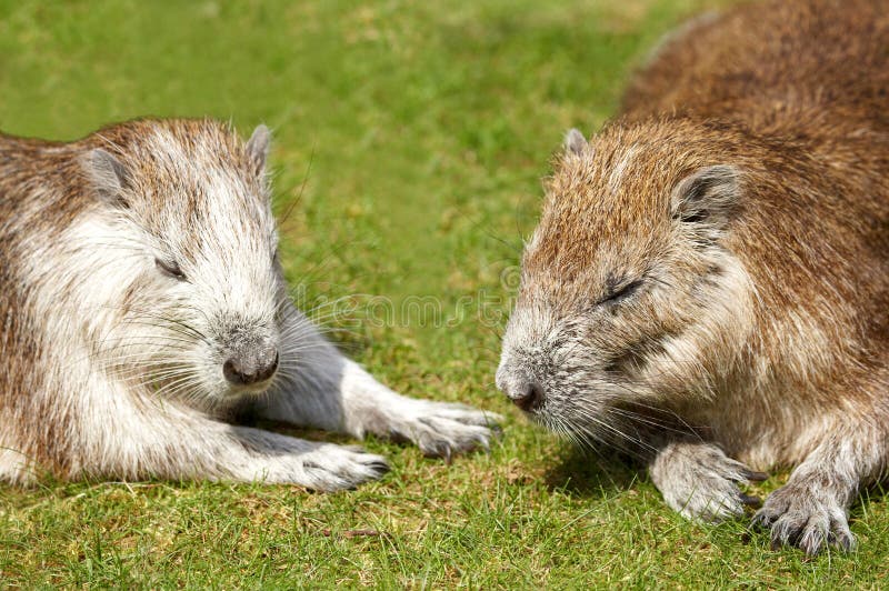 Rodent stock photo. Image of mammal, exotic, summer, wild - 34397878