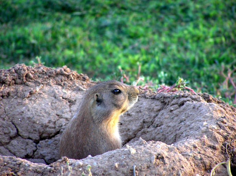 Rodent in nest 1 stock image. Image of watchful, head - 3318185