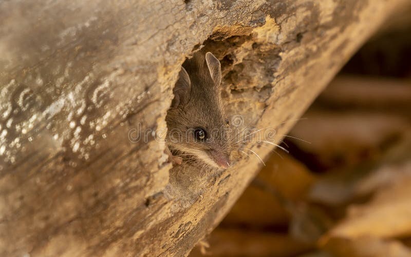 Deer Mice - Peromyscus Mouse Stock Photo - Image of forest, closeup ...