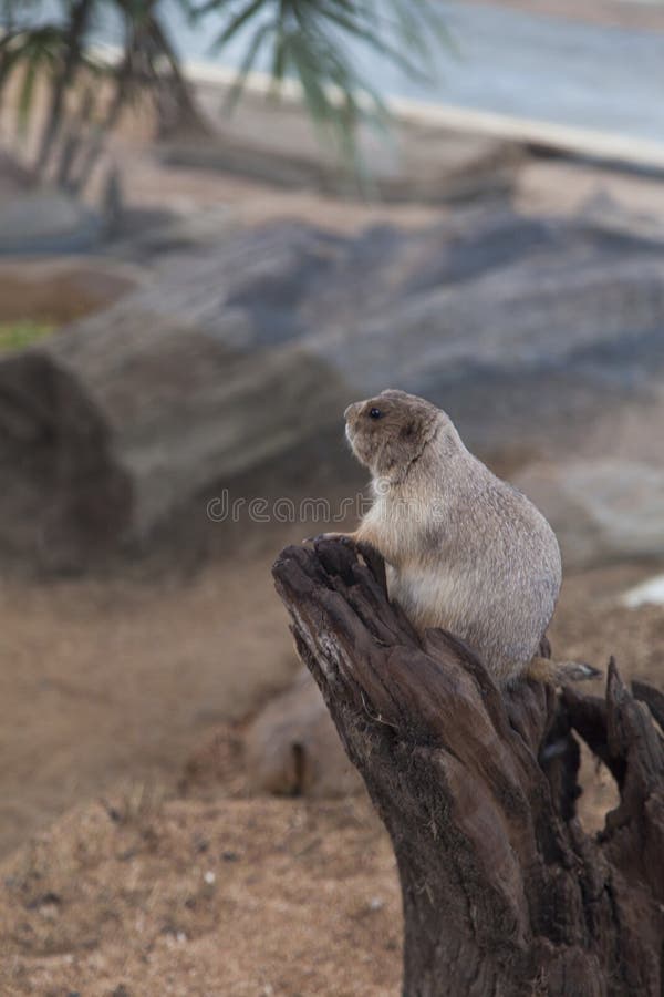 Rodent in the Open-air Cage Stock Image - Image of animal, close: 85163493