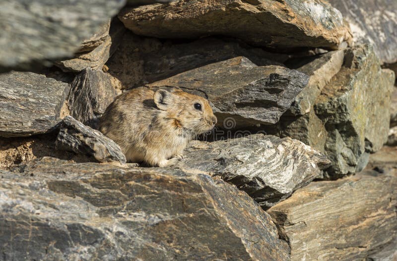 Pika stone burrow rodent stock image. Image of cute - 170827779