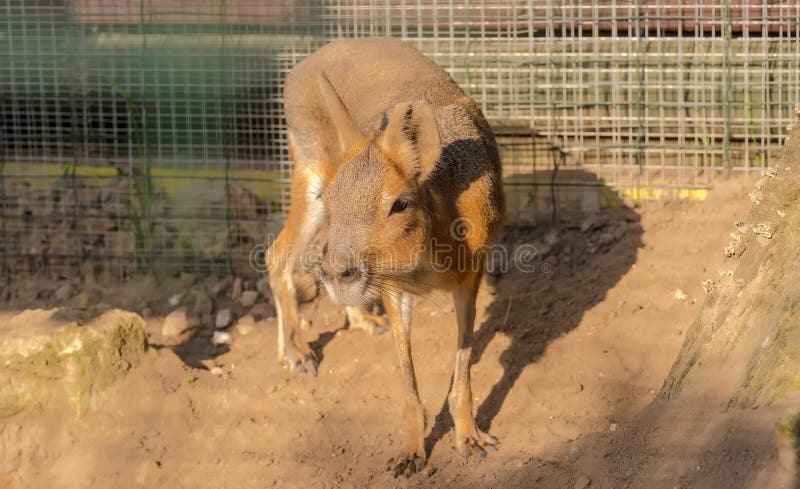 Patagonian Mara (Dolichotis Patagonum) a Rodent from South America in ...