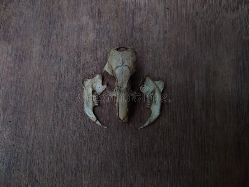 Rodent Skull and Teeth on a Table Stock Image - Image of brown, drawing ...